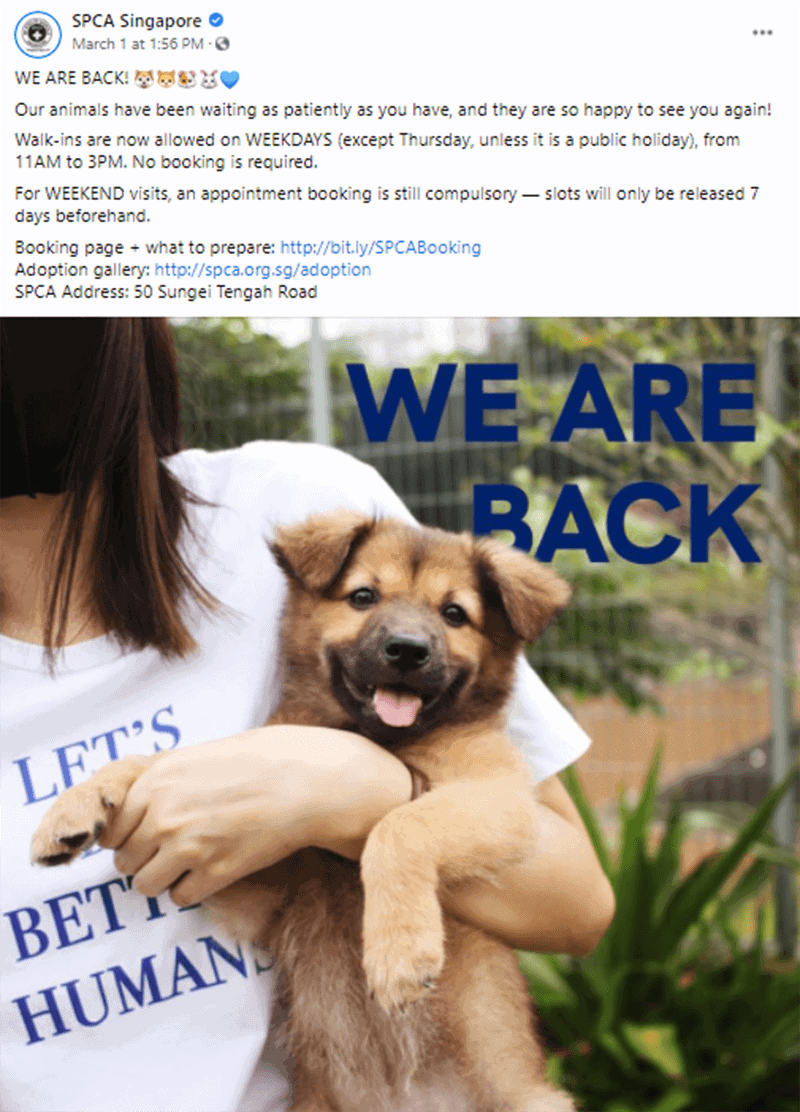 SPCA accepts walk-ins for adoption services again from 1 March
