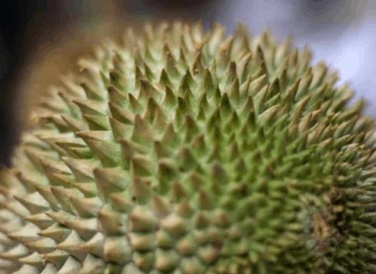 Types of durians & how to pick a good durian in 2021 durian season