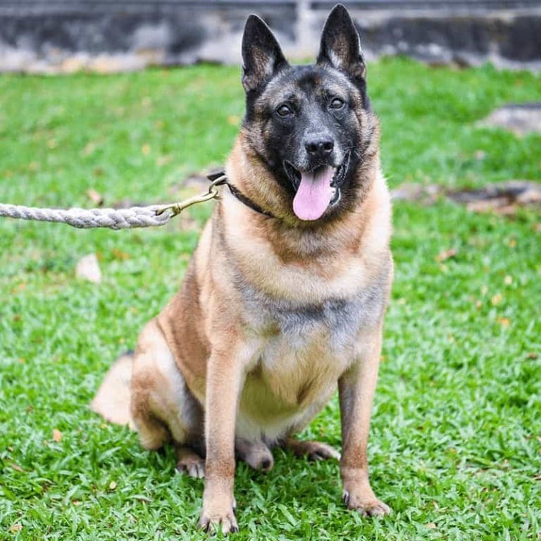 Help these retired military dogs from SAF find a forever home