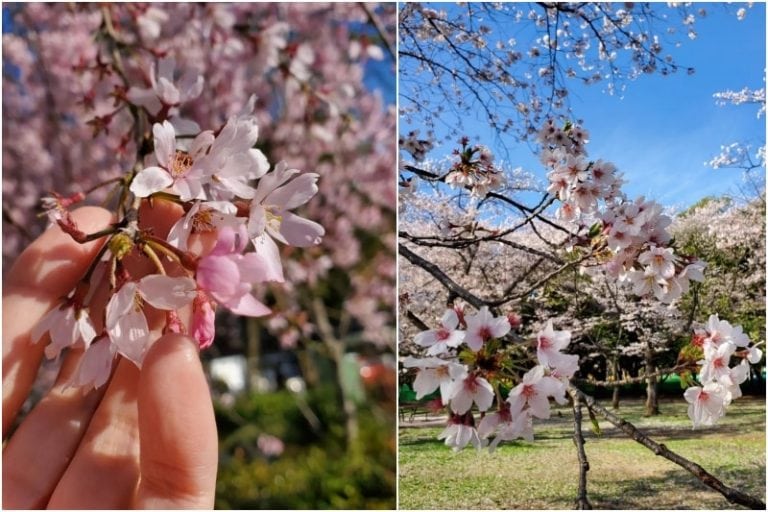 Hop into Yunomori Onsen and soak in a Sakura Bath this April to May