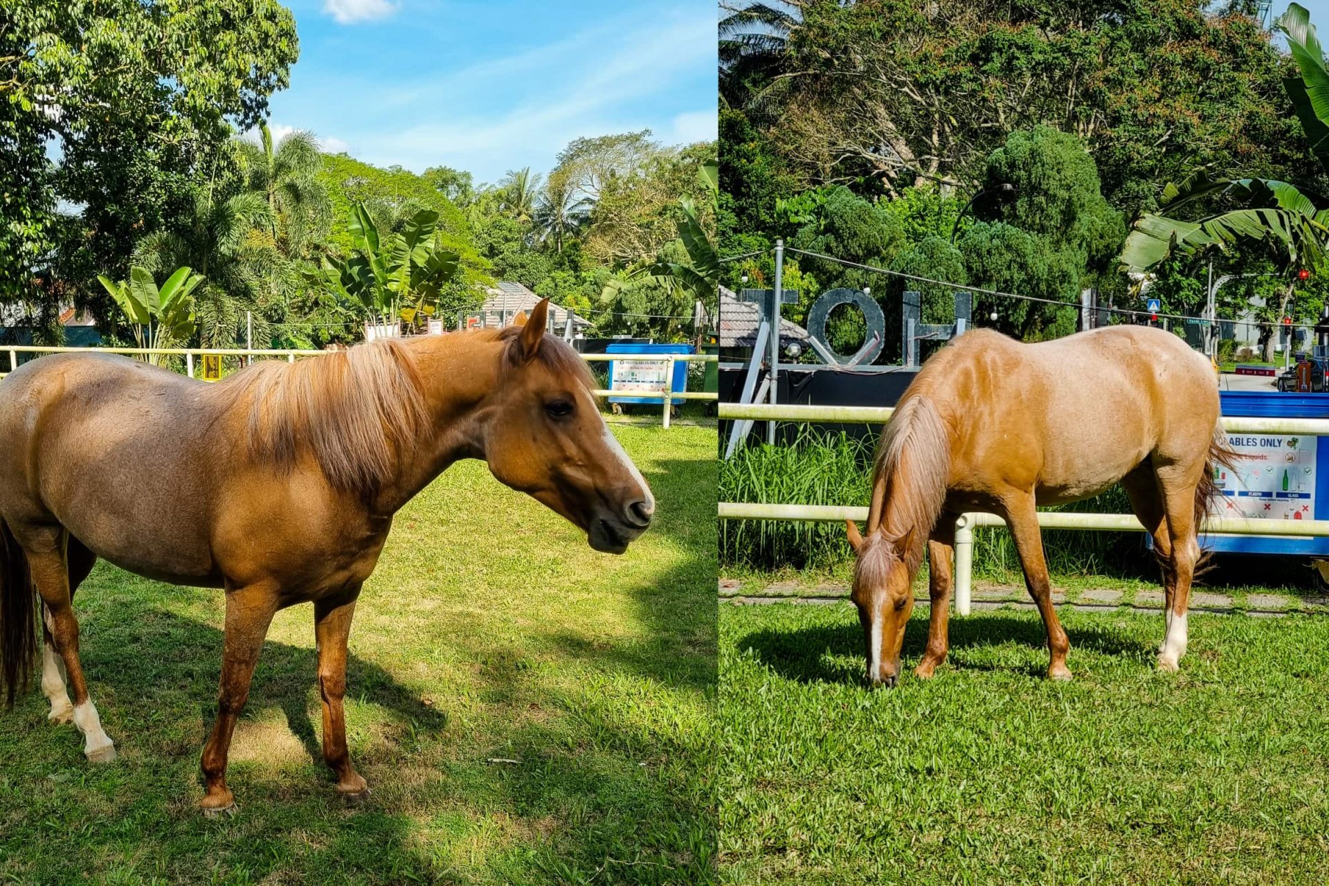 Admire horses at BUN @ Gallop Resort over authentic Vietnamese food ...