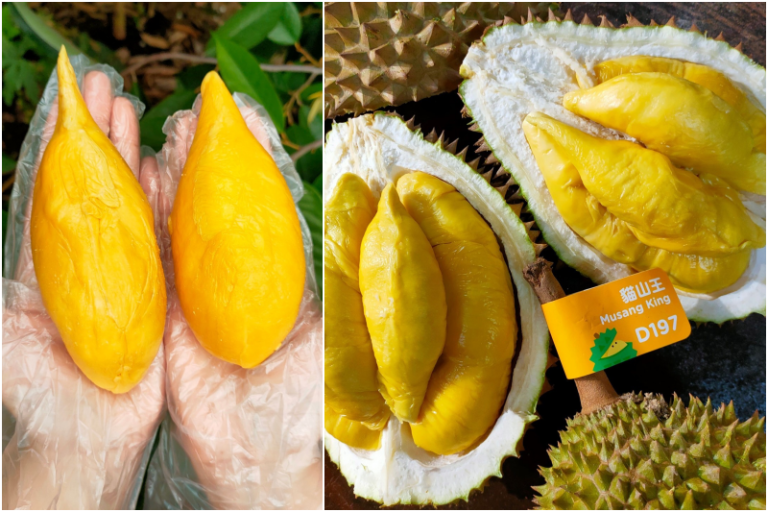 DurianBB has a 90-minute durian buffet party with free-flow musang king