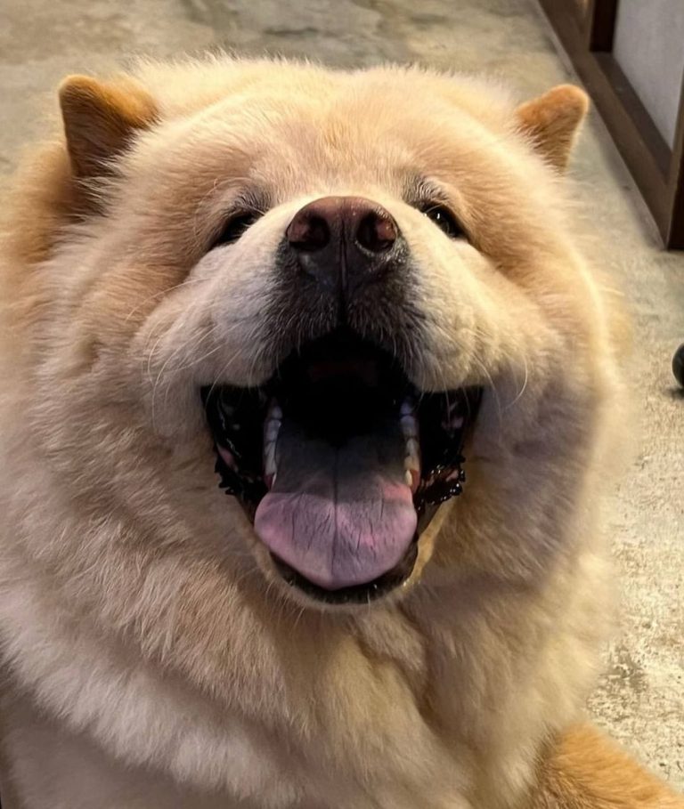 Play with chow chows at Chow Cute Cafe in Seletar Aerospace