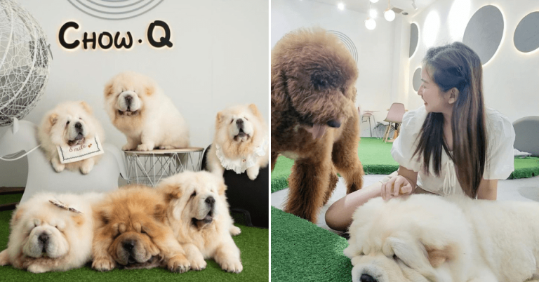 Chow-Q Cafe lets you pet chow chows and corgis in Johor Bahru