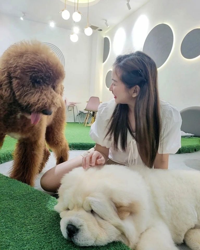 Chow-Q Cafe lets you pet chow chows and corgis in Johor Bahru