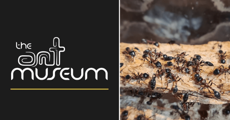 39 Museums in Singapore to explore from unique to artsy spaces