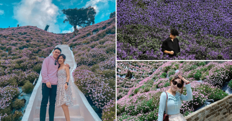 Cameron Highlands Flora Park offers stunning garden displays