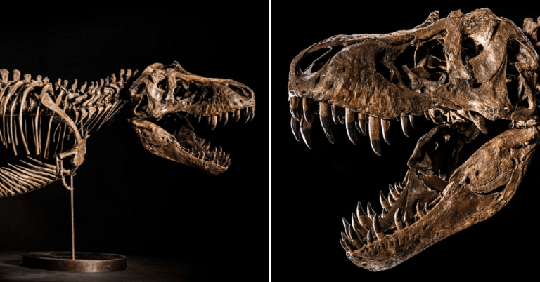 Get up close with Shen the T-Rex fossil in Asia’s first ever T-Rex ...