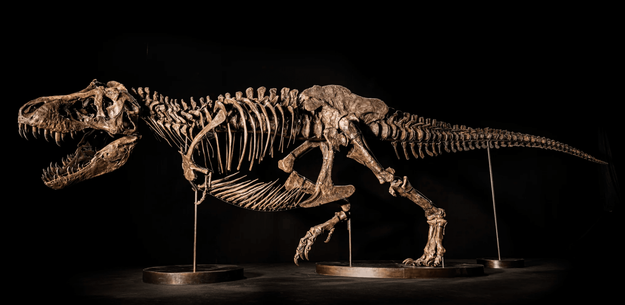 Get Up Close With A Rare T Rex Fossil At Asia s First T Rex Display Get Up Close With A Rare T Rex Fossil At Asia s First T Rex Display