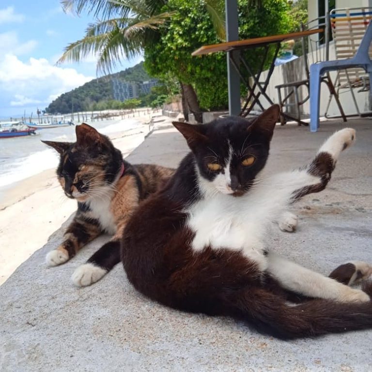 Cat Beach Sanctuary lets you catch the sunset with hundreds of adorable ...