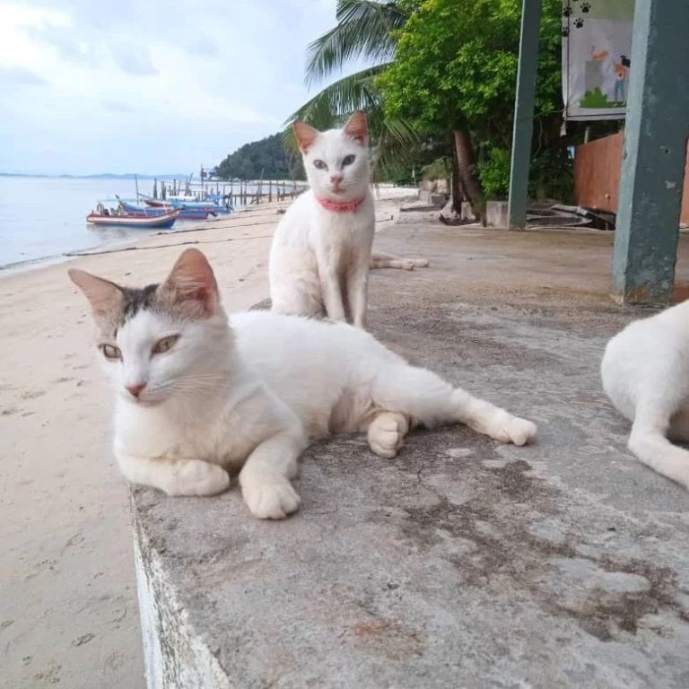 Cat Beach Sanctuary lets you catch the sunset with hundreds of adorable ...