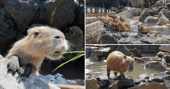 This zoo in Japan has a capybara onsen!