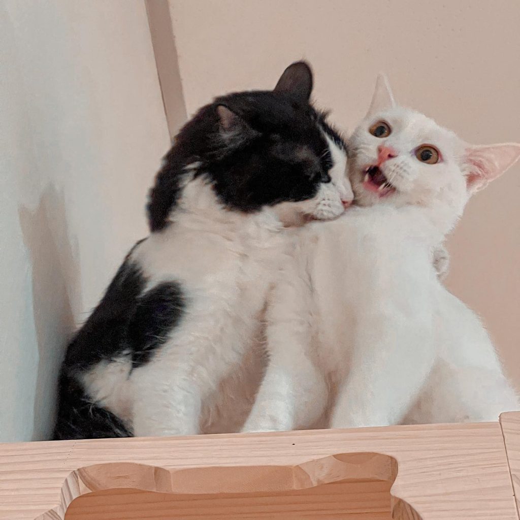 Choco Neko in JB lets you cuddle with cute cats from just S$3