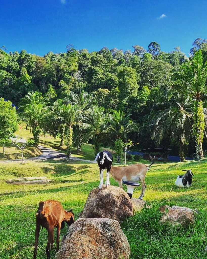 Talula Hill Farm Resort has mountain views, cute animals & more