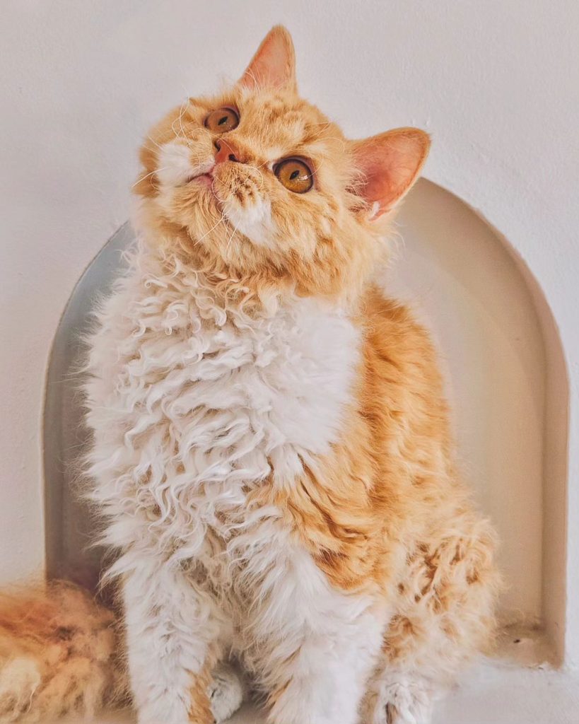 Mao CATfe in KL is a cafe with professional pet grooming & more