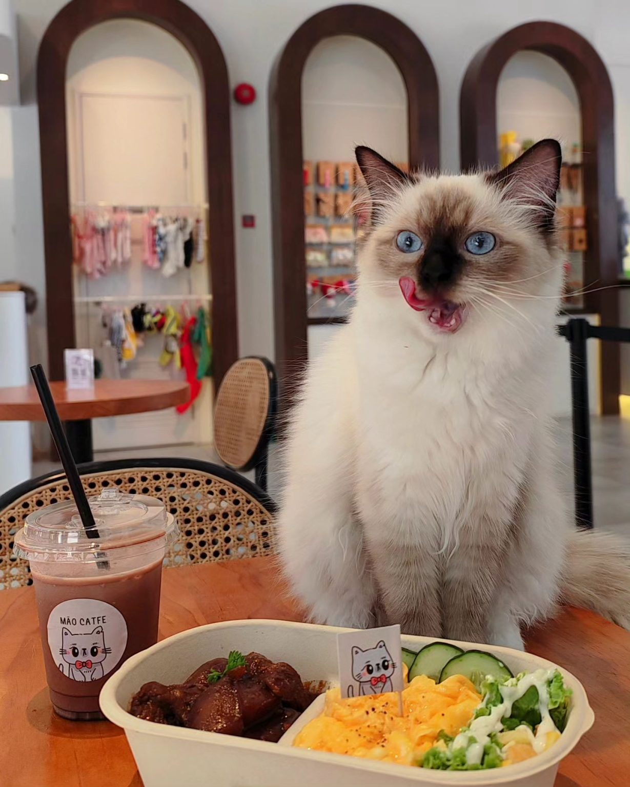 Mao CATfe in KL is a cafe with professional pet grooming & more