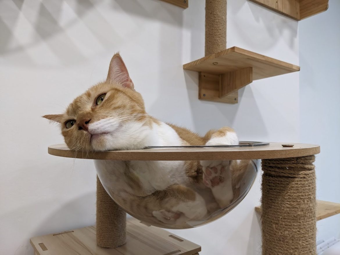 Chucky Cat Cafe in JB is a cat cafe located within a mall