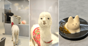 Pet alpacas and feed them carrots while you dine at this JB cafe