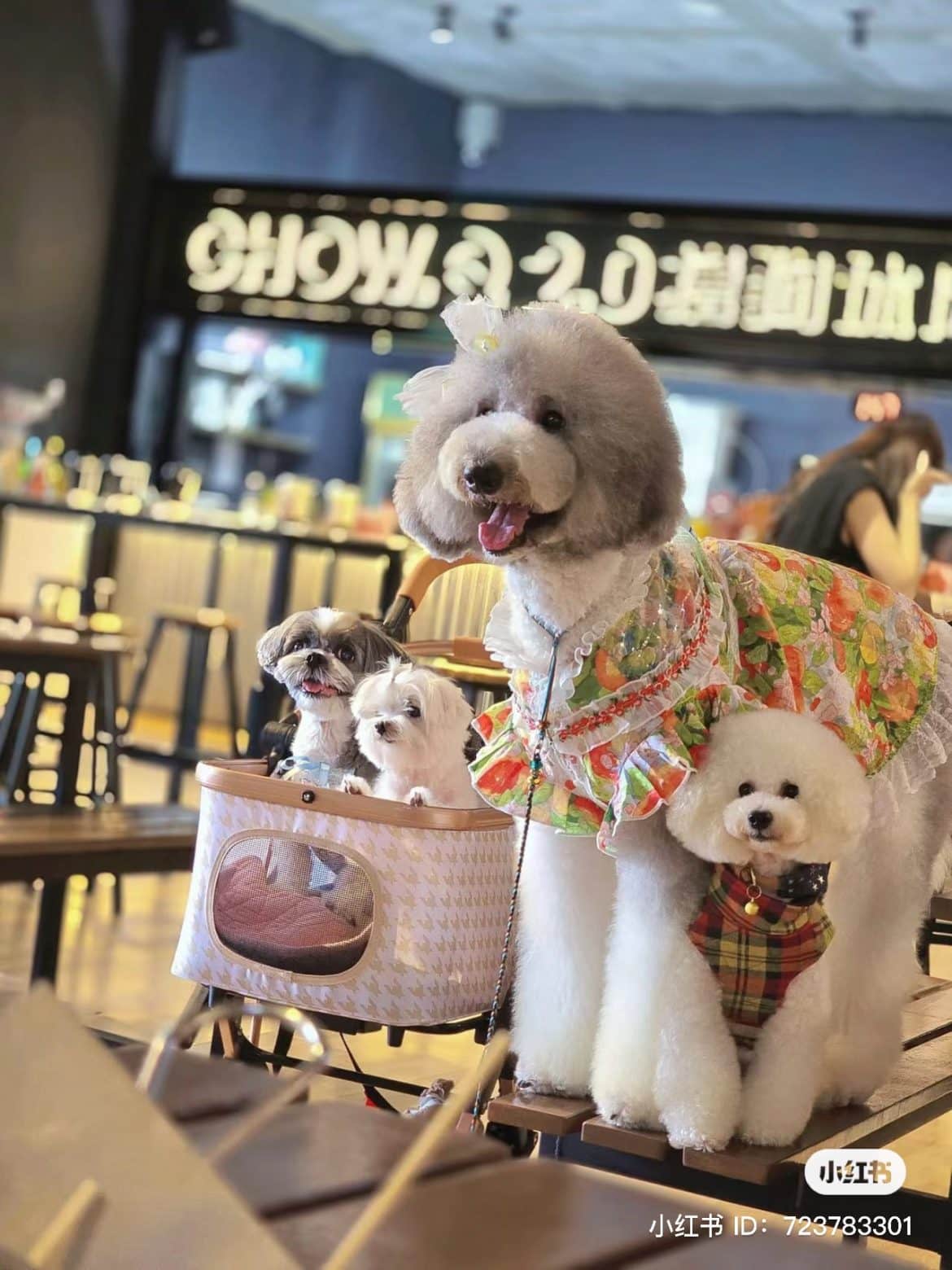 Chow Q 2.0 is the largest dog cafe in JB with over 40 doggos