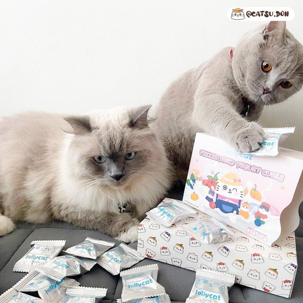 Asia Cat Expo 2024 returns to Suntec with over 100 brands,