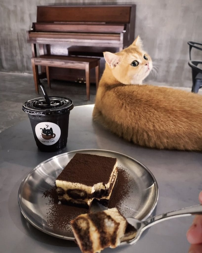 Coffee Cat House in JB lets you cuddle with five chonky cats