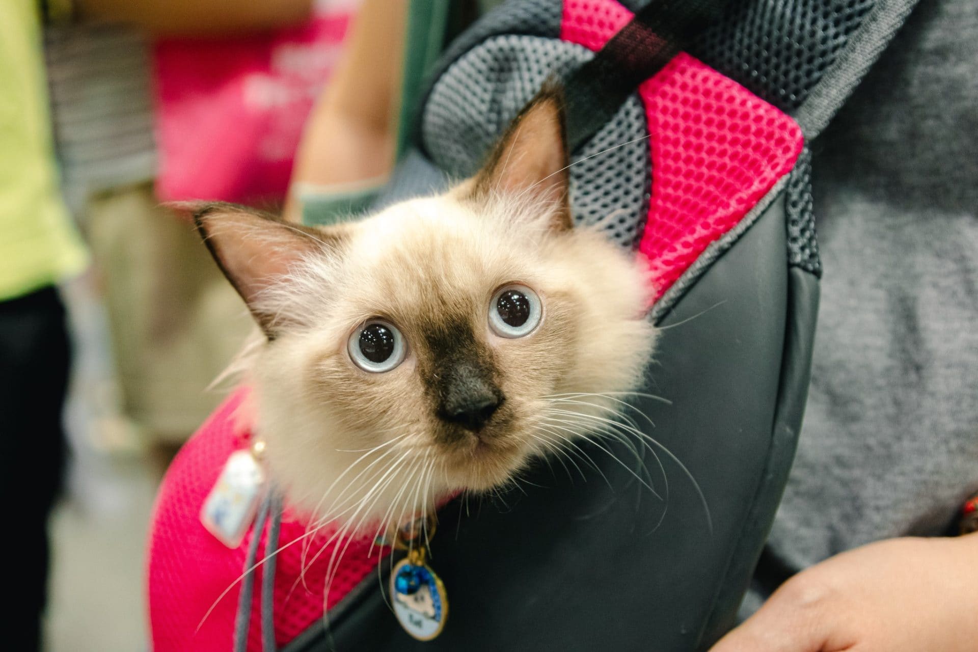 Asia Cat Expo 2024 returns to Suntec with over 100 brands,