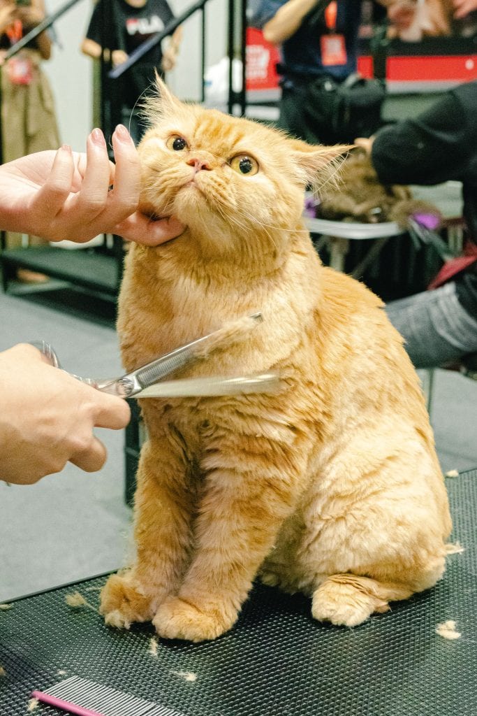 Asia Cat Expo 2024 returns to Suntec with over 100 brands,