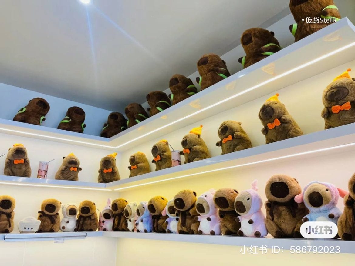 Capyba Cafe is JB’s first cafe with adorable baby capybaras