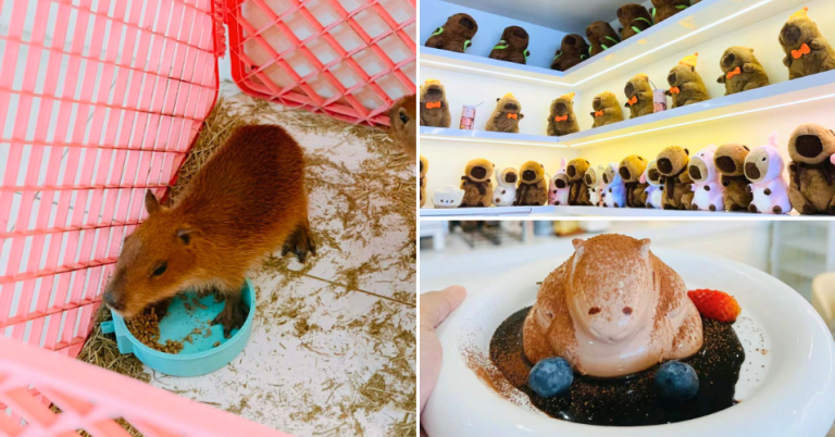 Capyba Cafe is JB’s first cafe with adorable baby capybaras