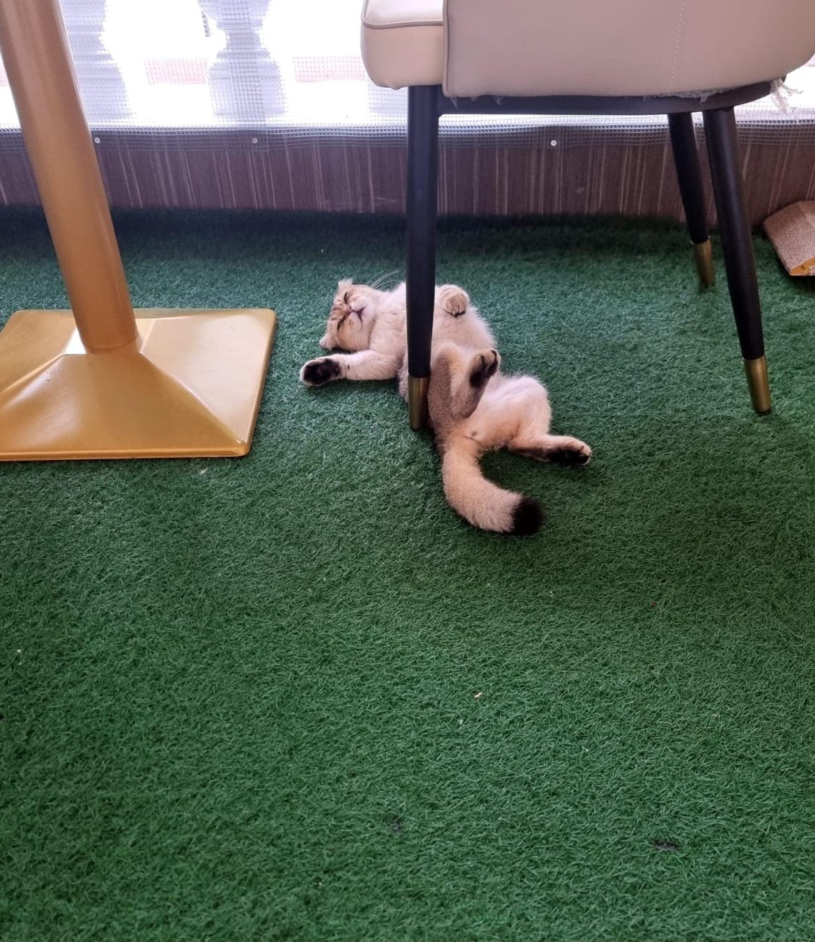 A.K Zai Meow Cafe is run by the popular A.K Zai Lok Lok