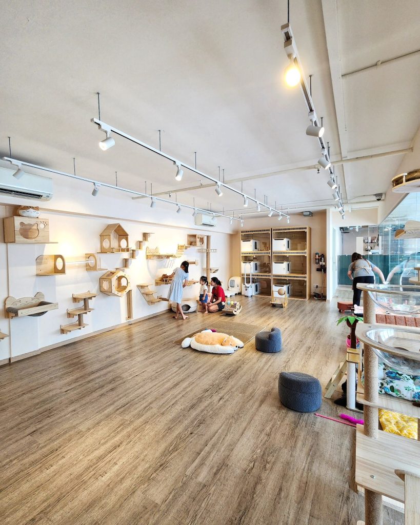 QQ Cats & Cafe is a new two-storey cat cafe in Balestier