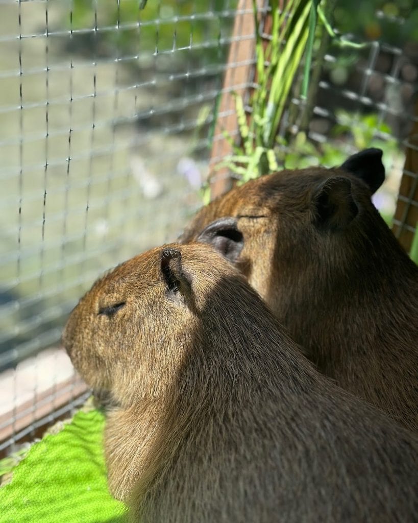 Capybara Coffee opens third outlet in Bangkok