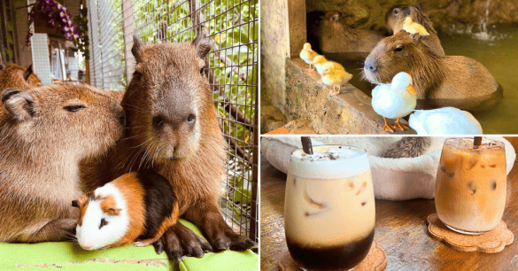 Capybara Coffee opens third outlet in Bangkok