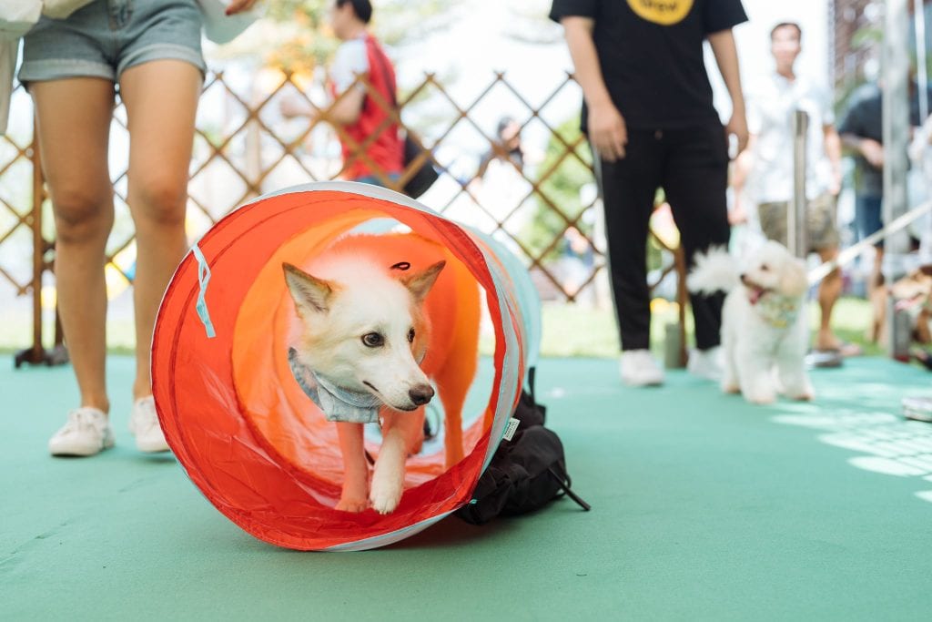 Paws & Play has pet contests, pilates with pets, booths and more